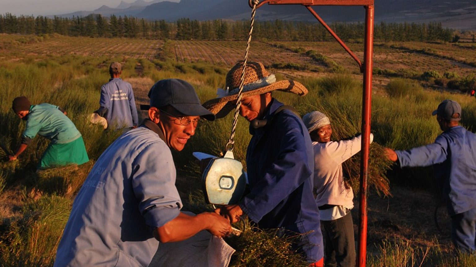 South Africa’s ‘red gold’ is gaining popularity worldwide – Daily Investor